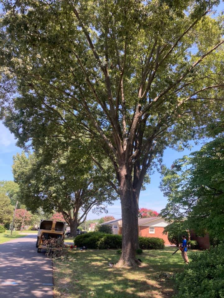 Shelton's Tree – Tree Care Service