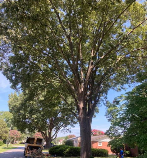Shelton's Tree – Tree Care Service