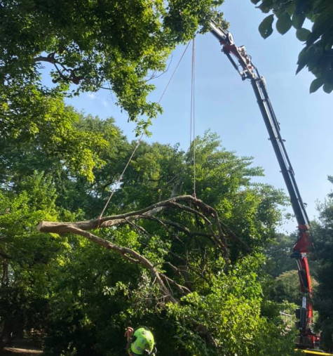 Shelton's Tree – Tree Care Service